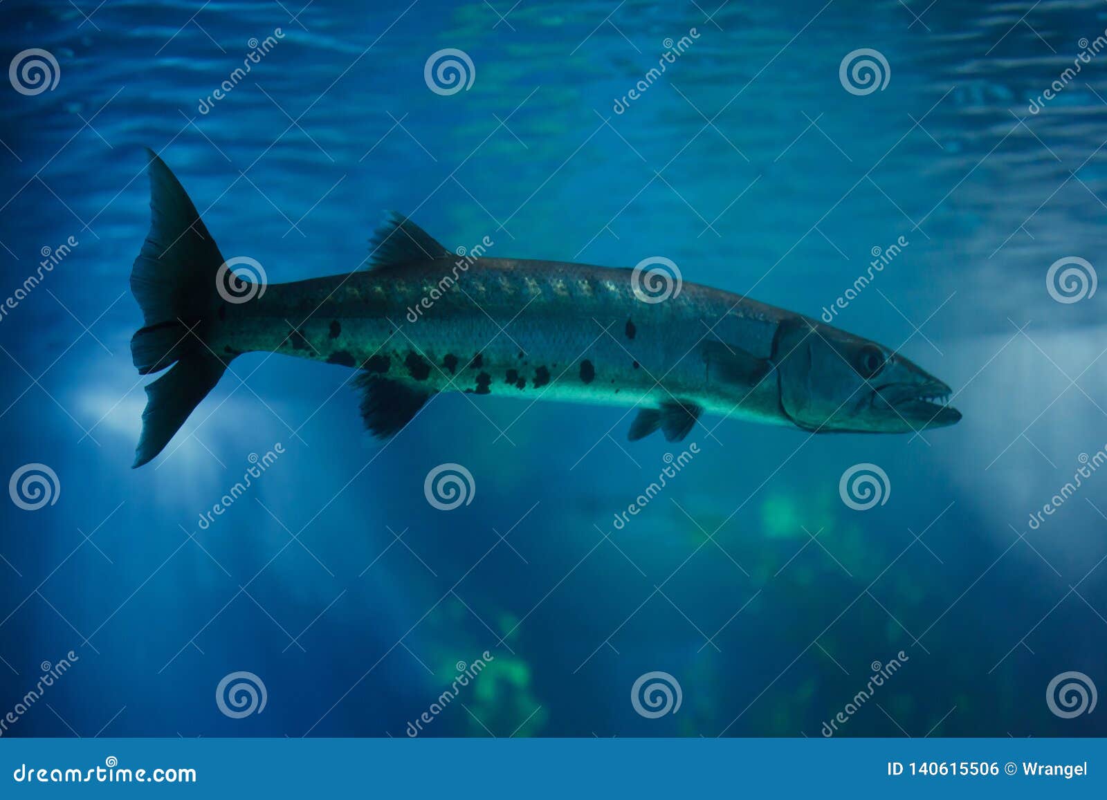 Great Barracuda With Sharp Teeth Royalty-Free Stock Image ...
