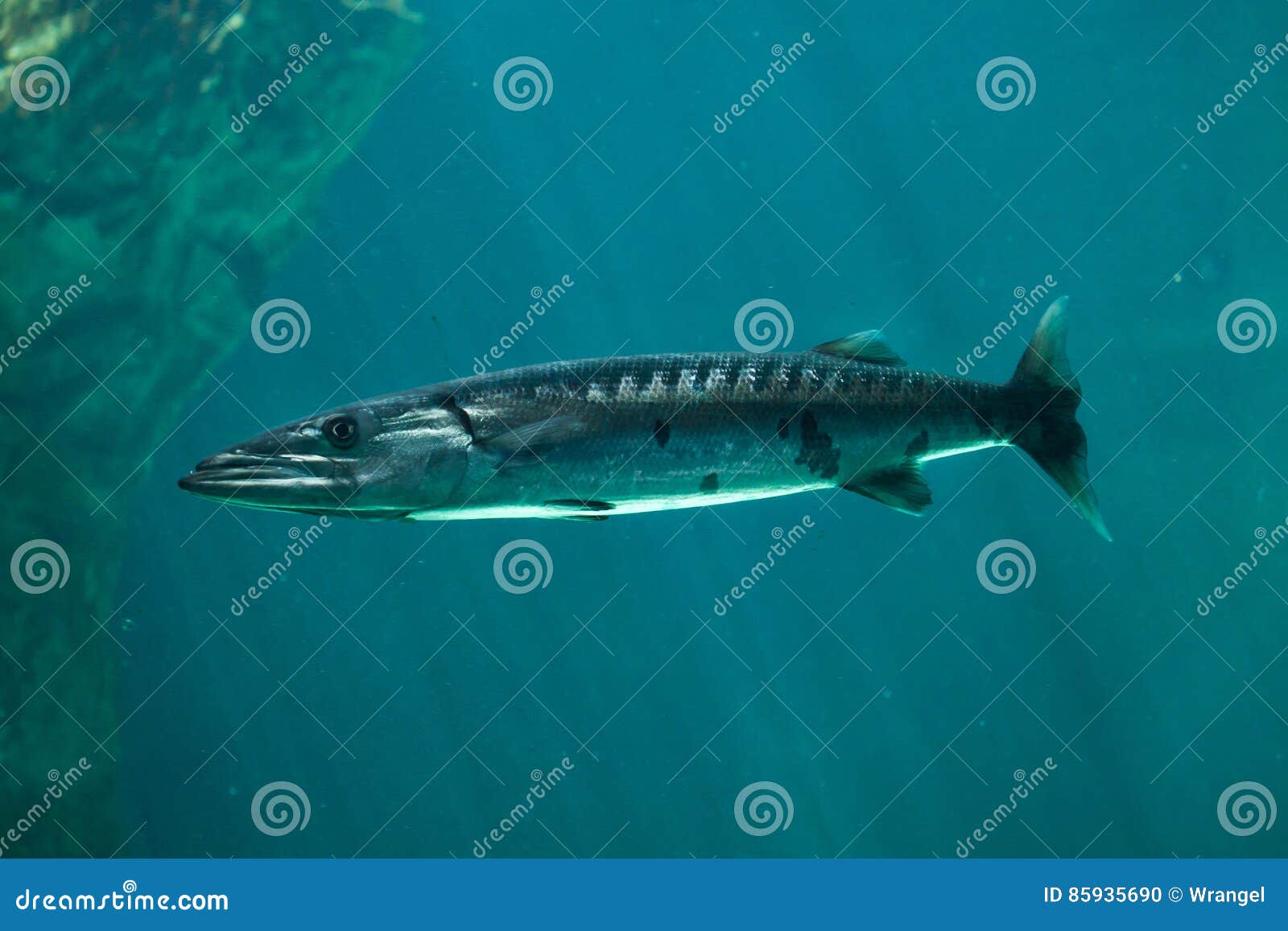 Great Barracuda Or Sphyraena Barracuda, Also Known As Giant Barracuda ...