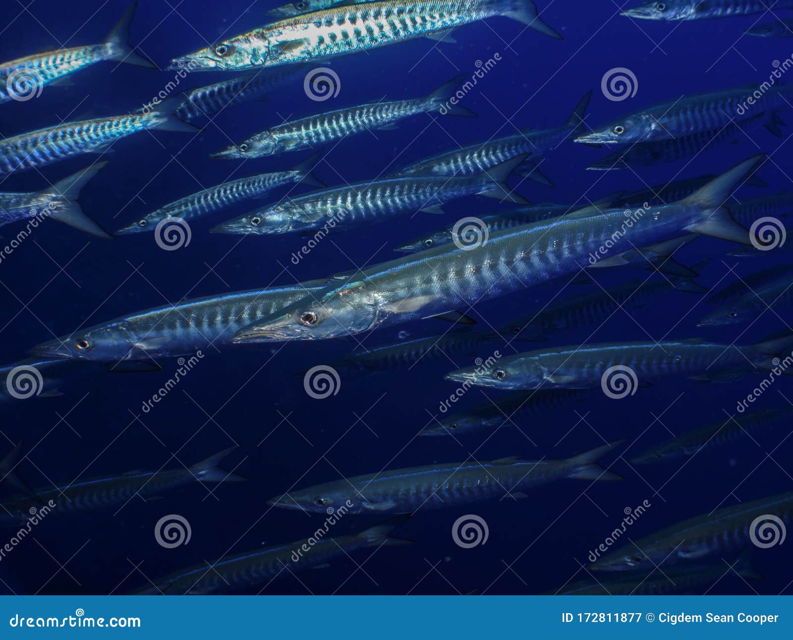 Great Barracuda Sphyraena Barracuda. Stock Image - Image of barracuda ...