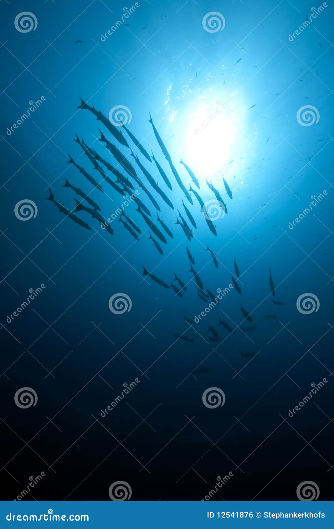 Great barracudas and ocean stock photo. Image of scenes - 12541876