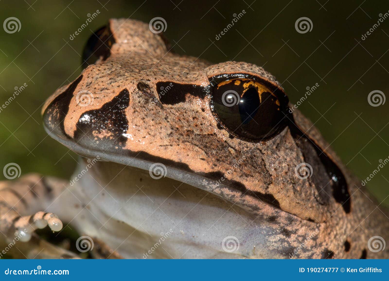 Great Barred Frog stock image. Image of nature, close - 190274777