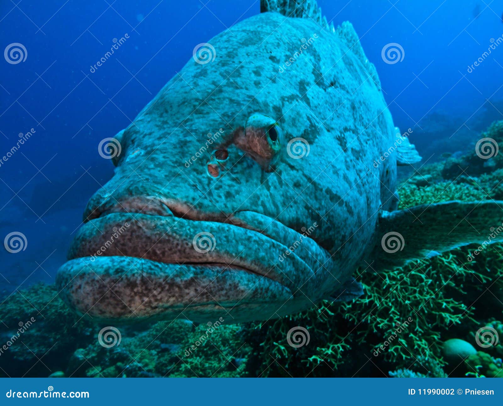 Great Barrier Reef Australia Giant Potato Cod Stock Photo - Image of ...