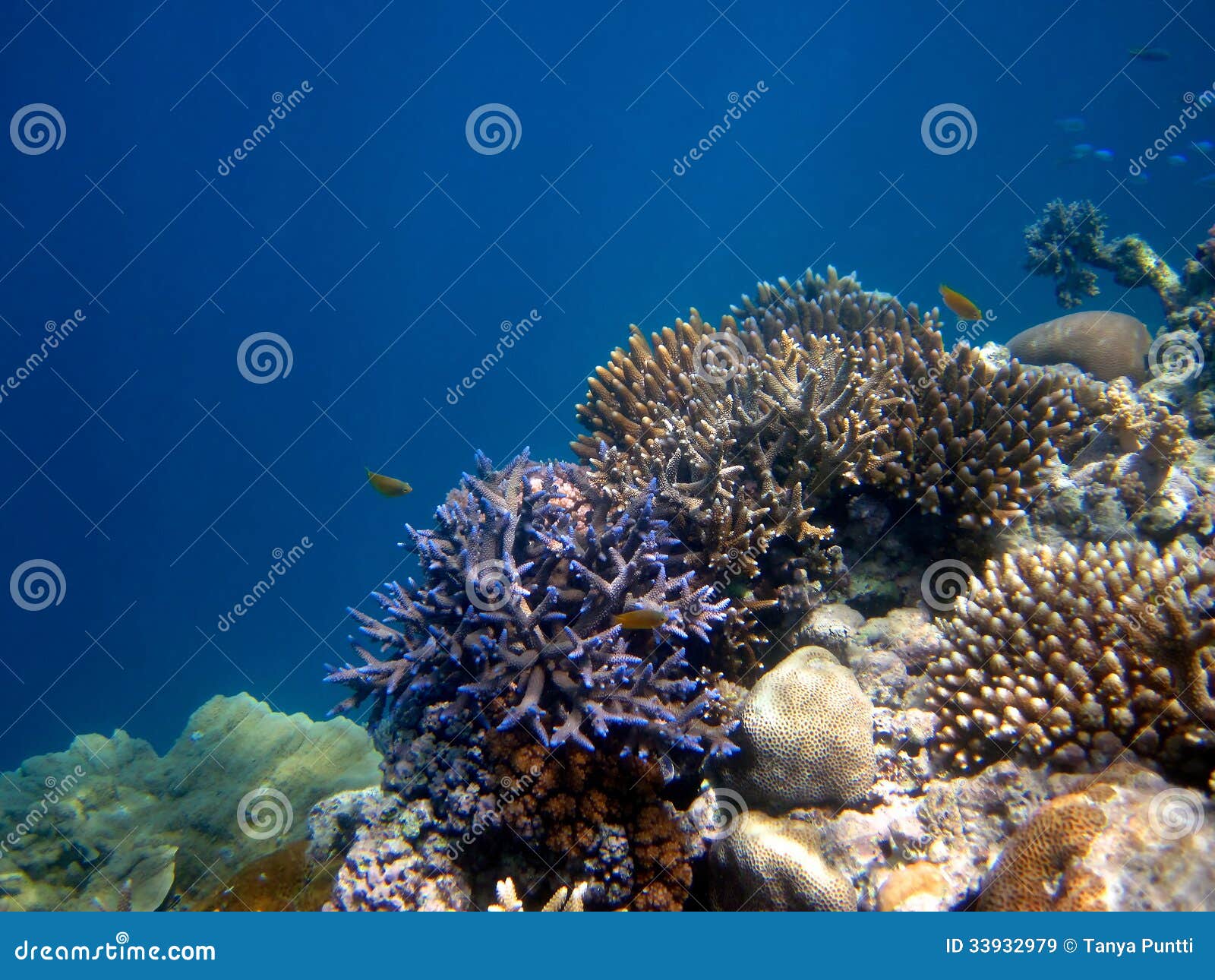 Great Barrier Reef Australia. Stock Image - Image of soft, scenic: 33932979