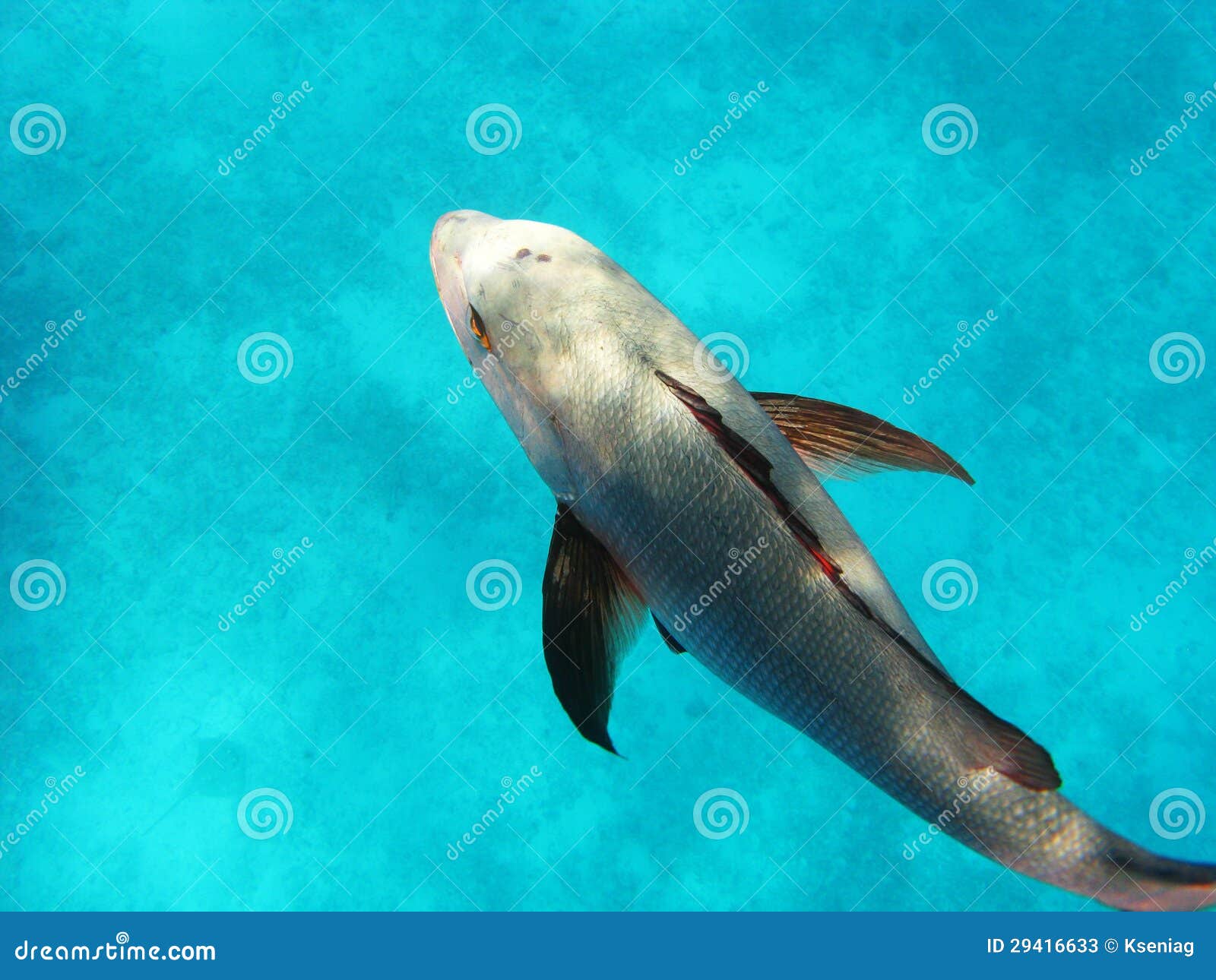 Great Barrier Reef. Big Fish in the Water Stock Image - Image of unique ...