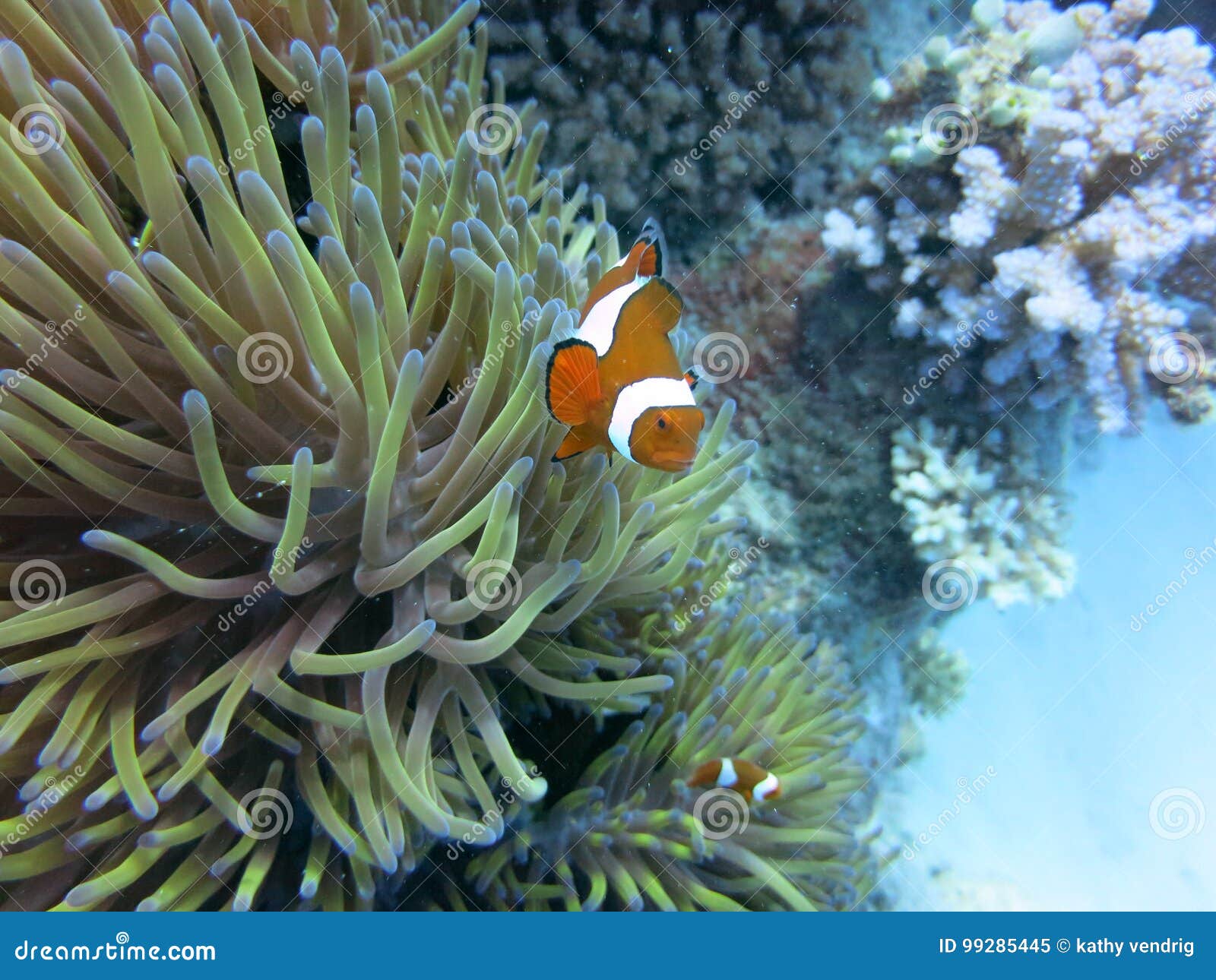 Finding Nemo stock image. Image of barrier, reef, diving - 99285445