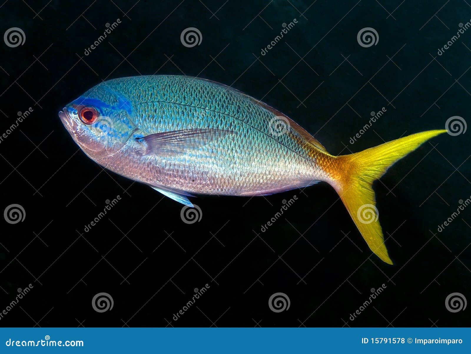 Great barrier reef fish stock photo. Image of life, swimming - 15791578