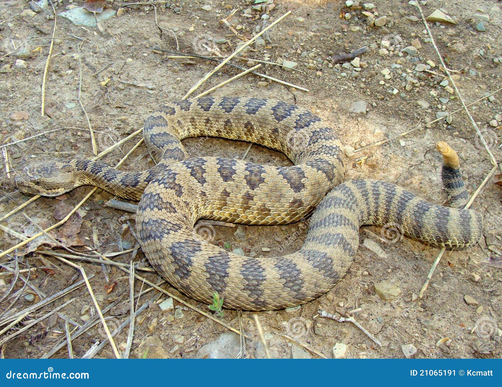 Great Basin Rattlesnake, Crotalus Oreganus Lutosus Stock Image - Image ...
