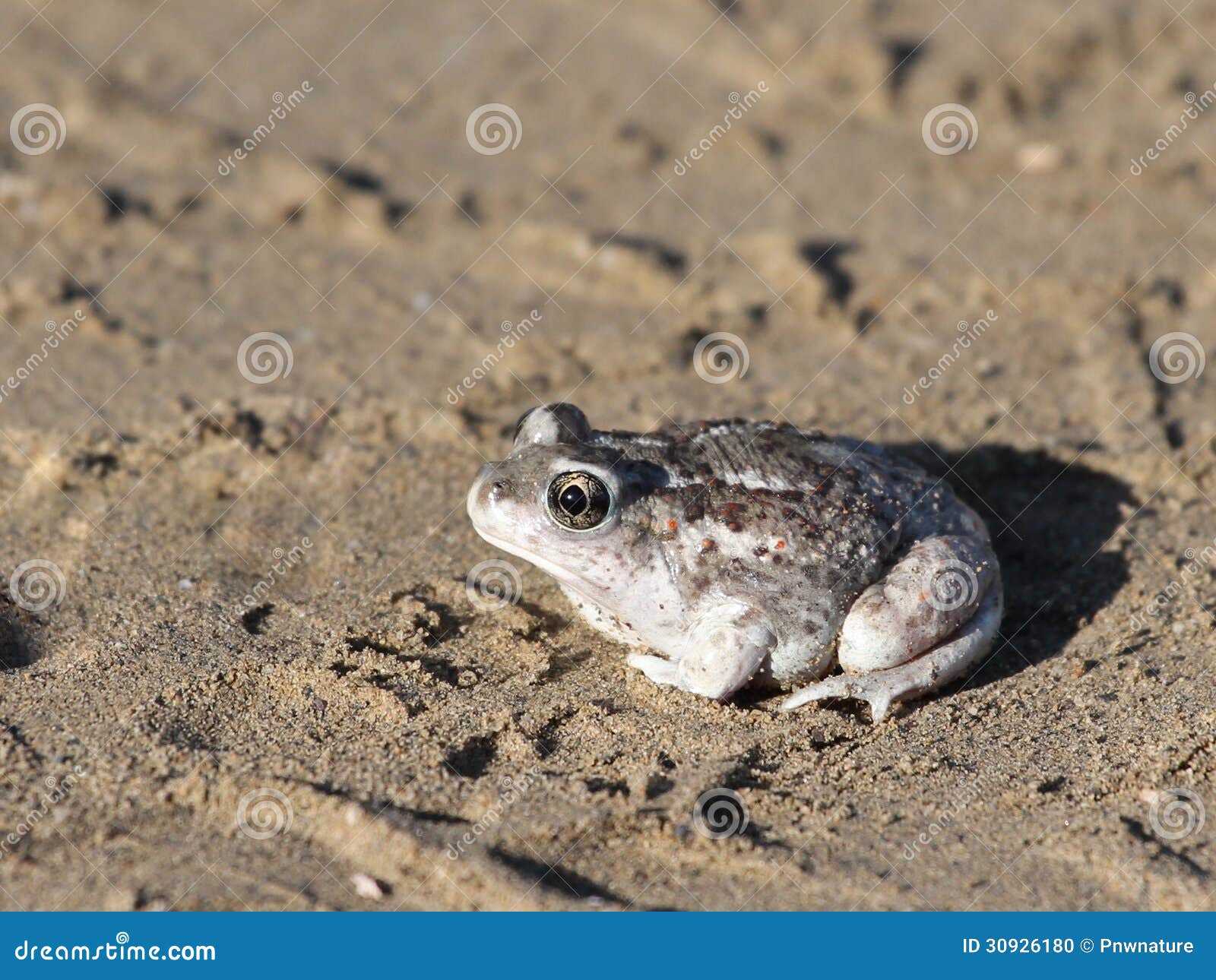 Great Basin Spadefoot Toad stock photo. Image of eastern - 30926180