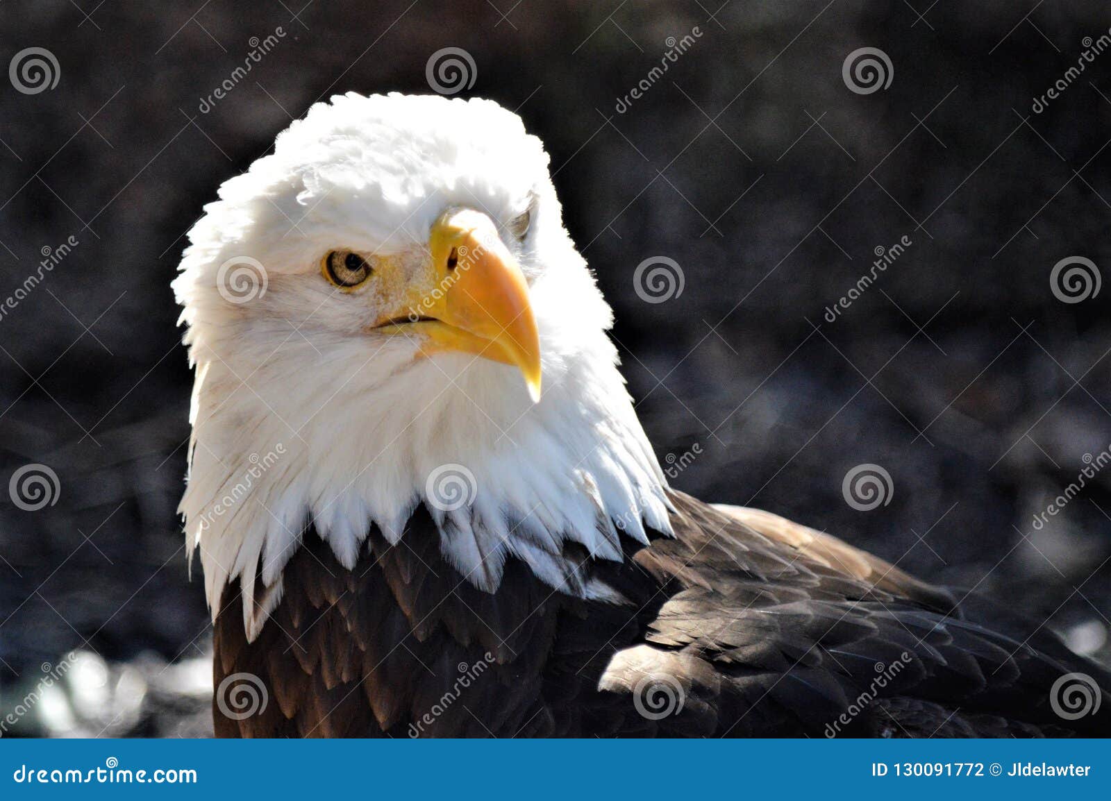 Beautiful Great Bald Eagle. Stock Photo - Image of oregoncoast, beauty ...