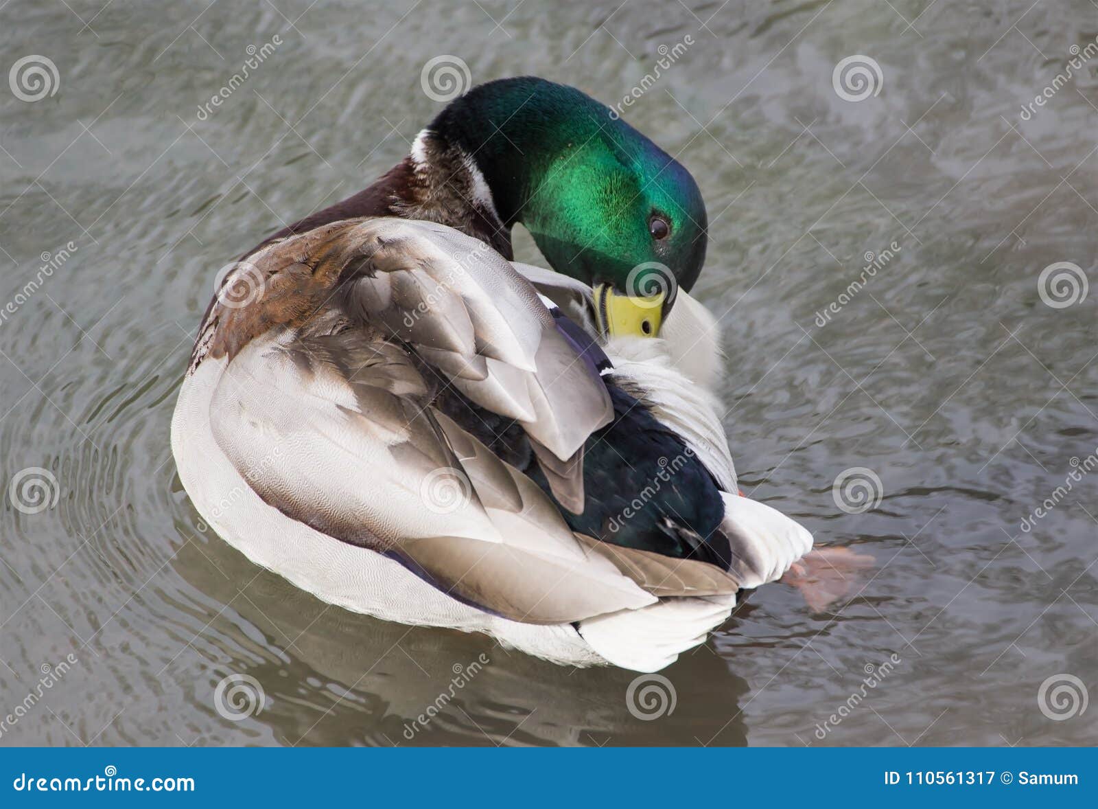 Ducks float in water stock image. Image of duck, pond - 110561317