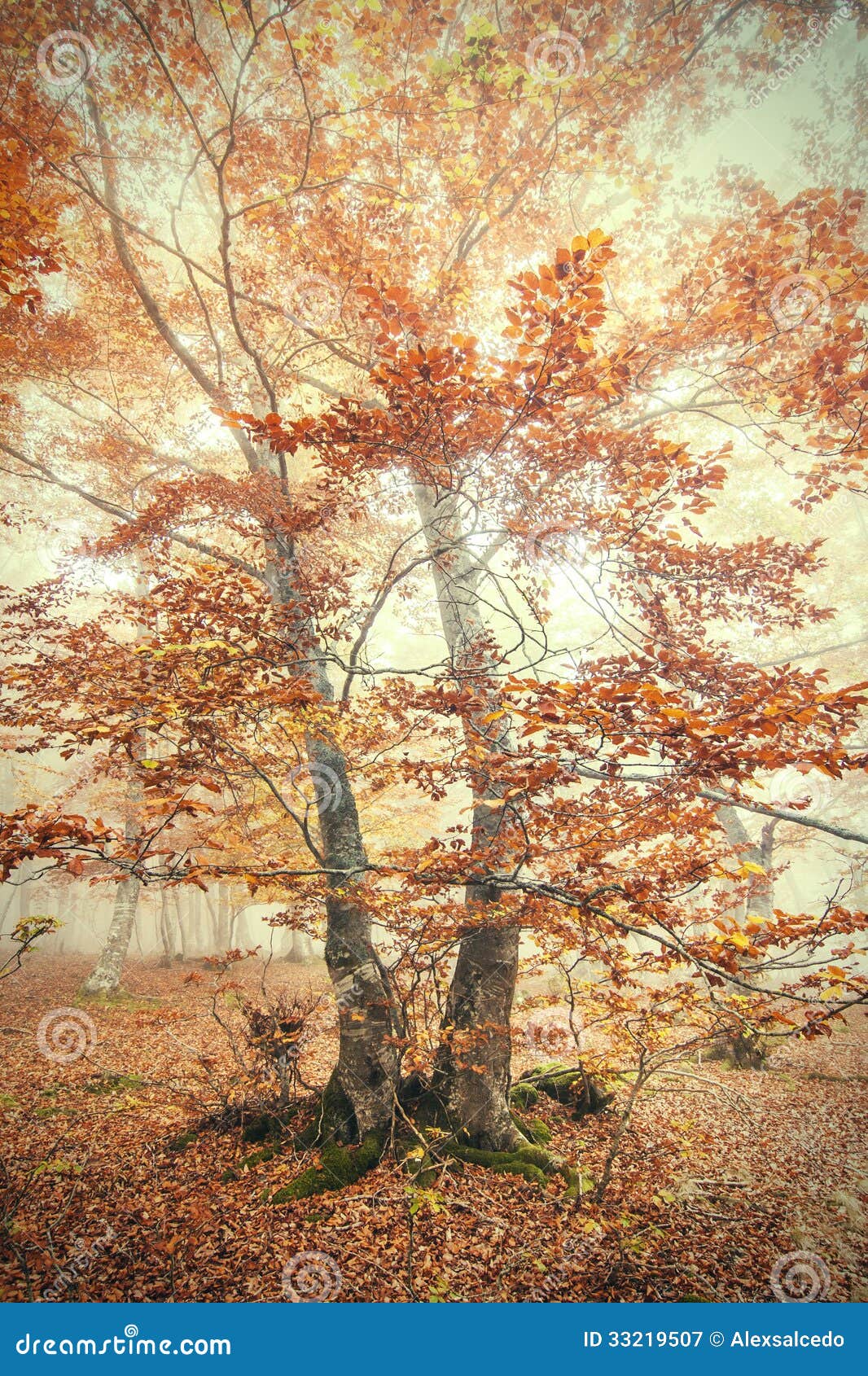 Great beech stock image. Image of fantasy, colors, beech - 33219507