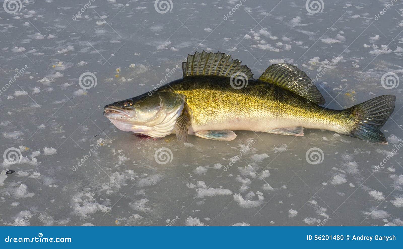 Great Big Zander on the Ice Stock Photo - Image of pike, fisherman ...