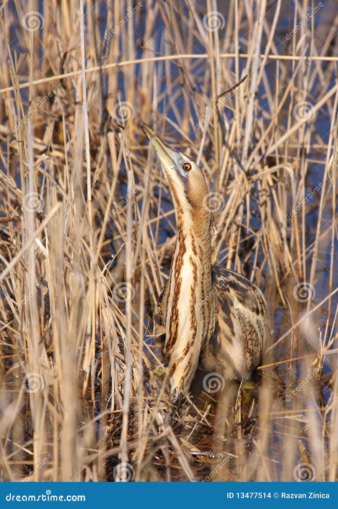 Great Bittern stock photo. Image of botaurus, rare, bittern - 13477514