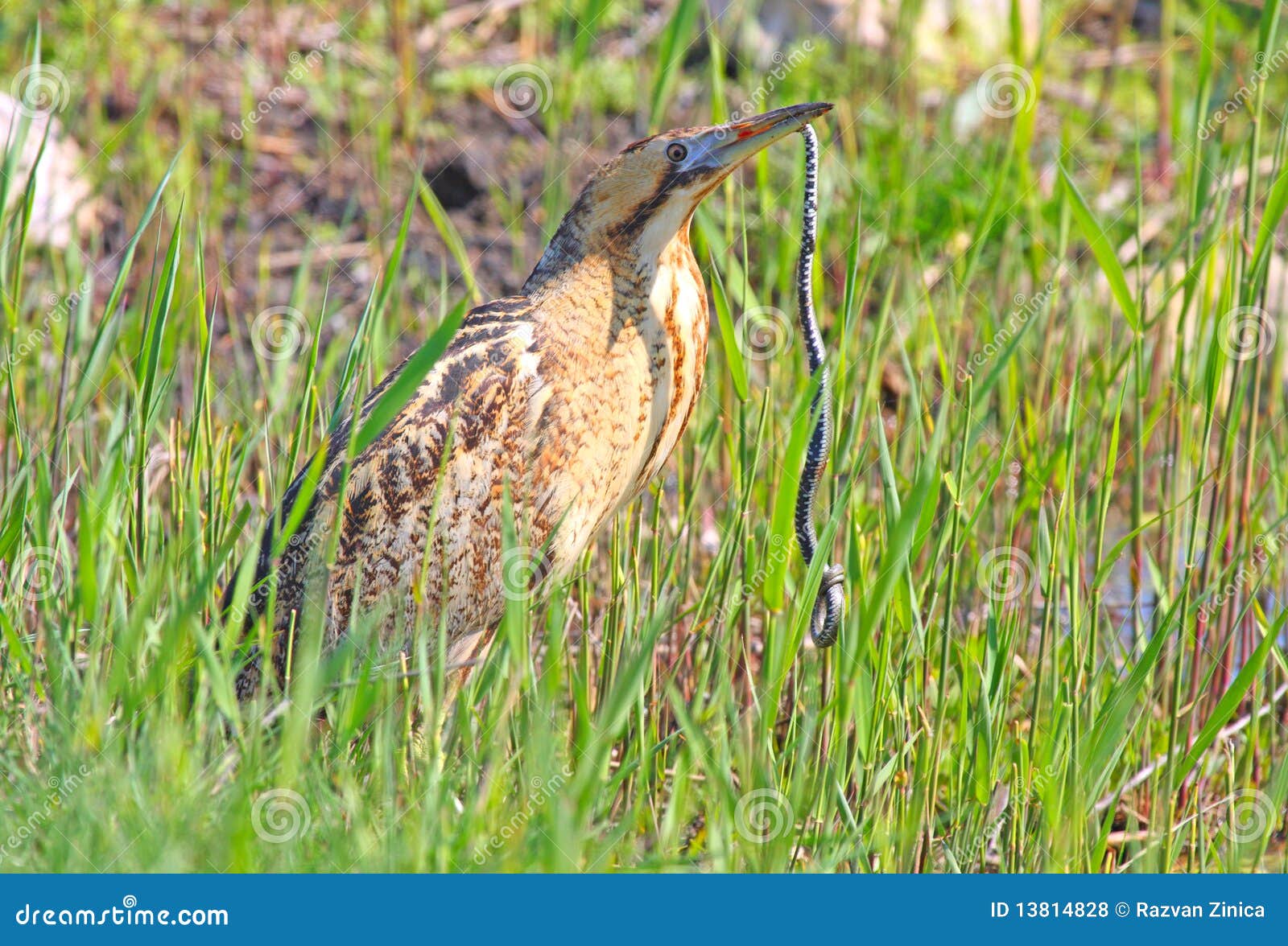 Great Bittern stock photo. Image of swamp, lake, heron - 13814828