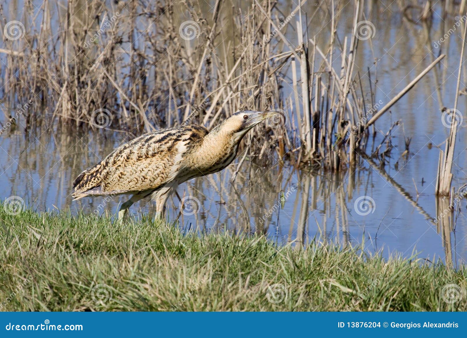 Great Bittern stock photo. Image of bird, great, nature - 13876204
