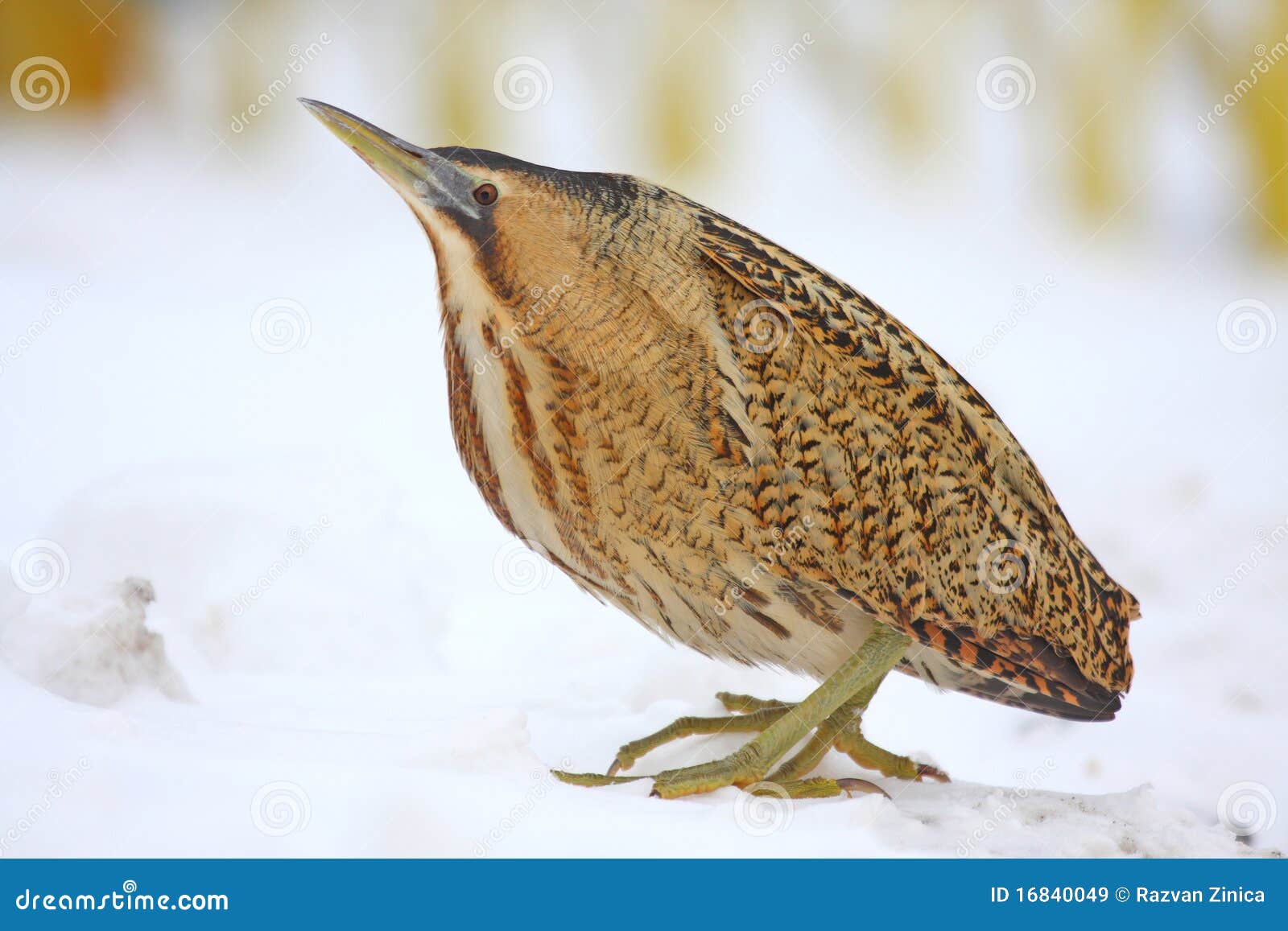 Great bittern stock image. Image of botaurus, freeze - 16840049