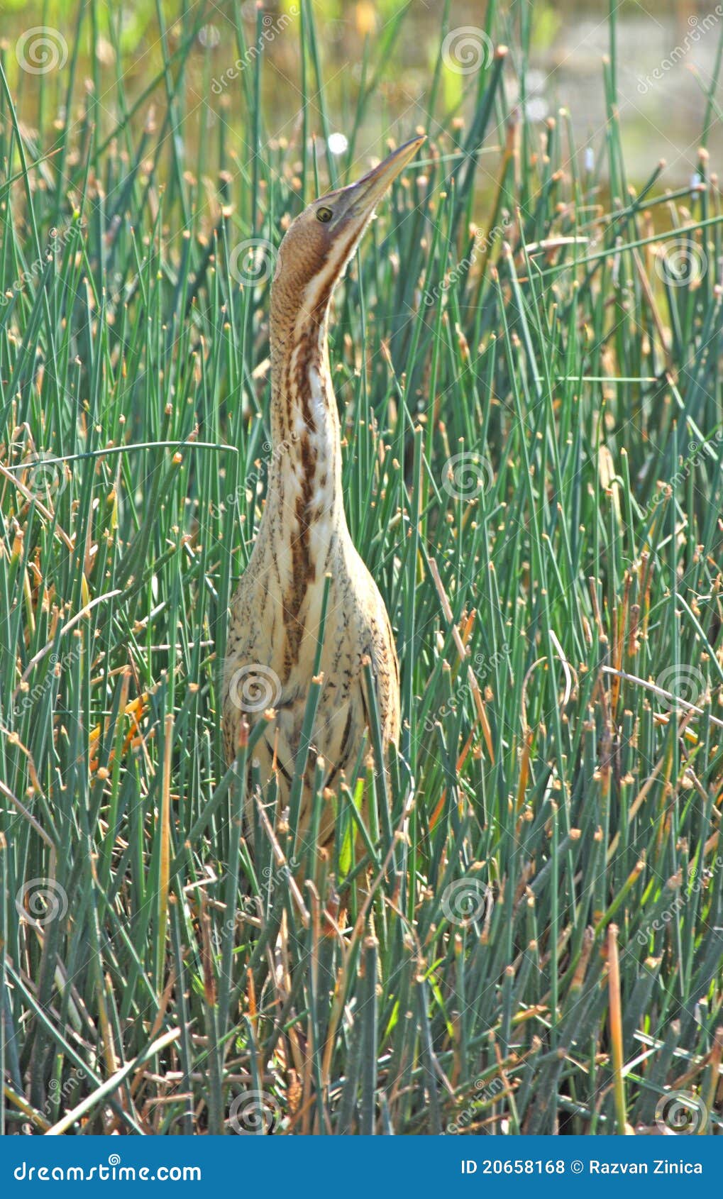 Great bittern stock photo. Image of heron, plumage, little - 20658168