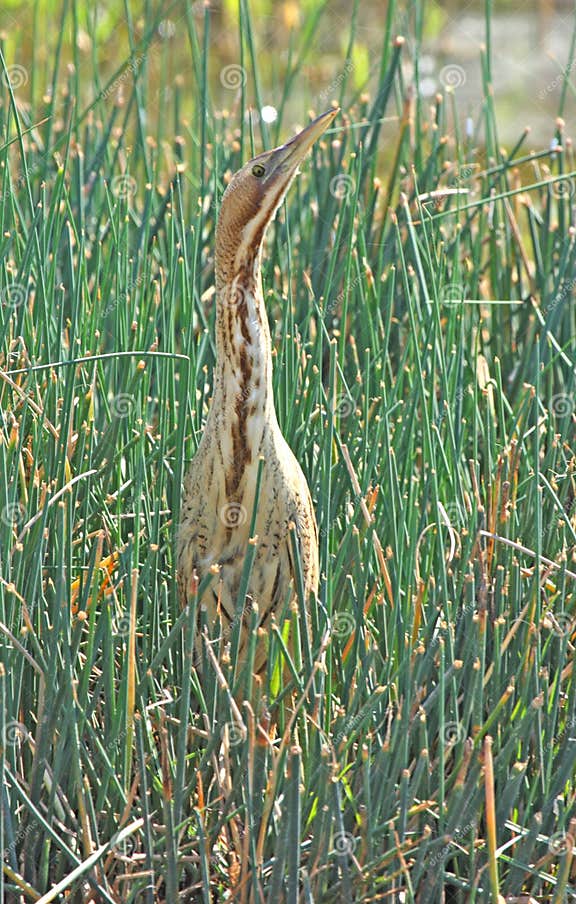 Great bittern stock photo. Image of ornithology, fish - 20658168
