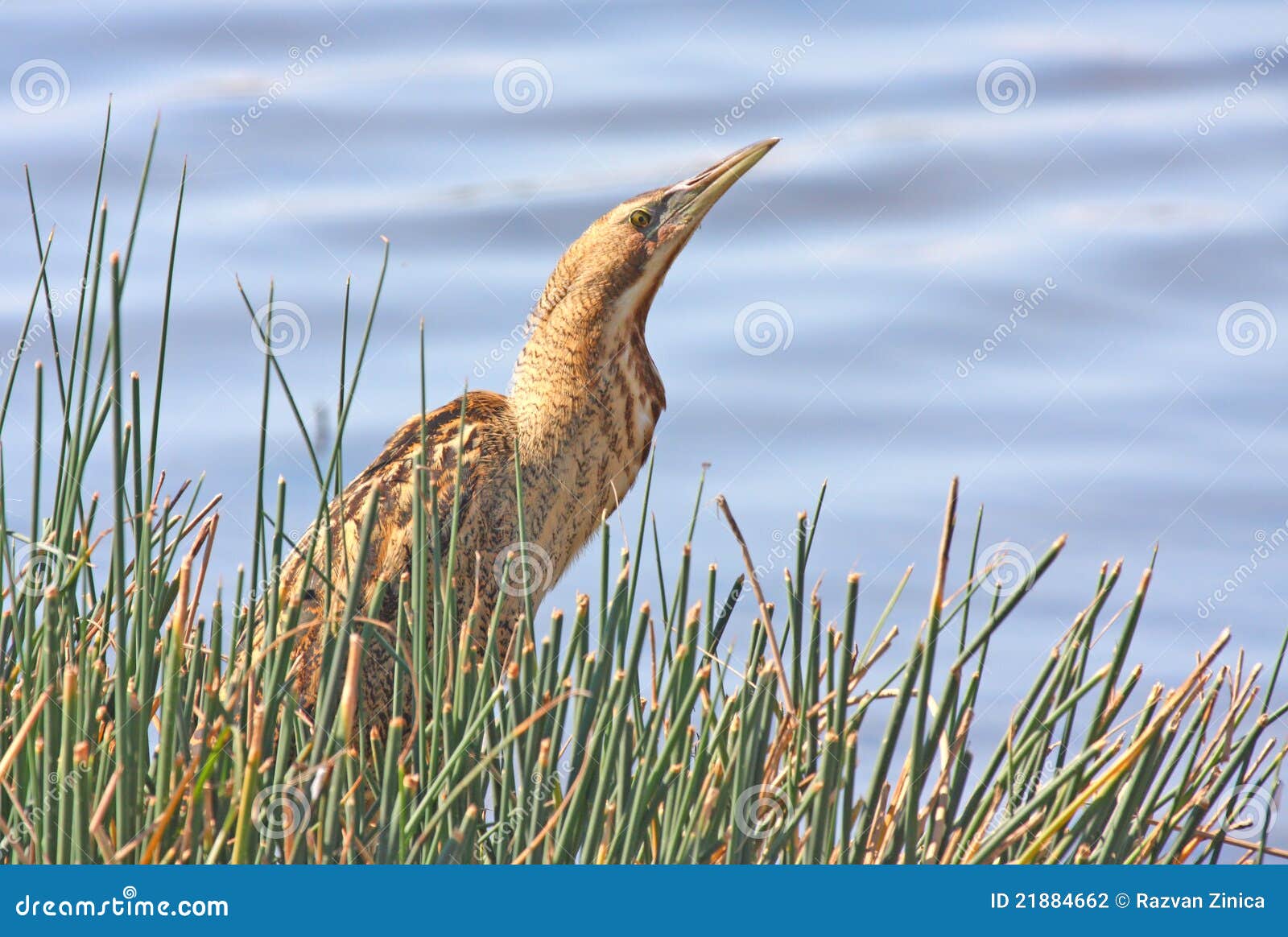 Great Bittern stock photo. Image of heron, nature, animal - 21884662