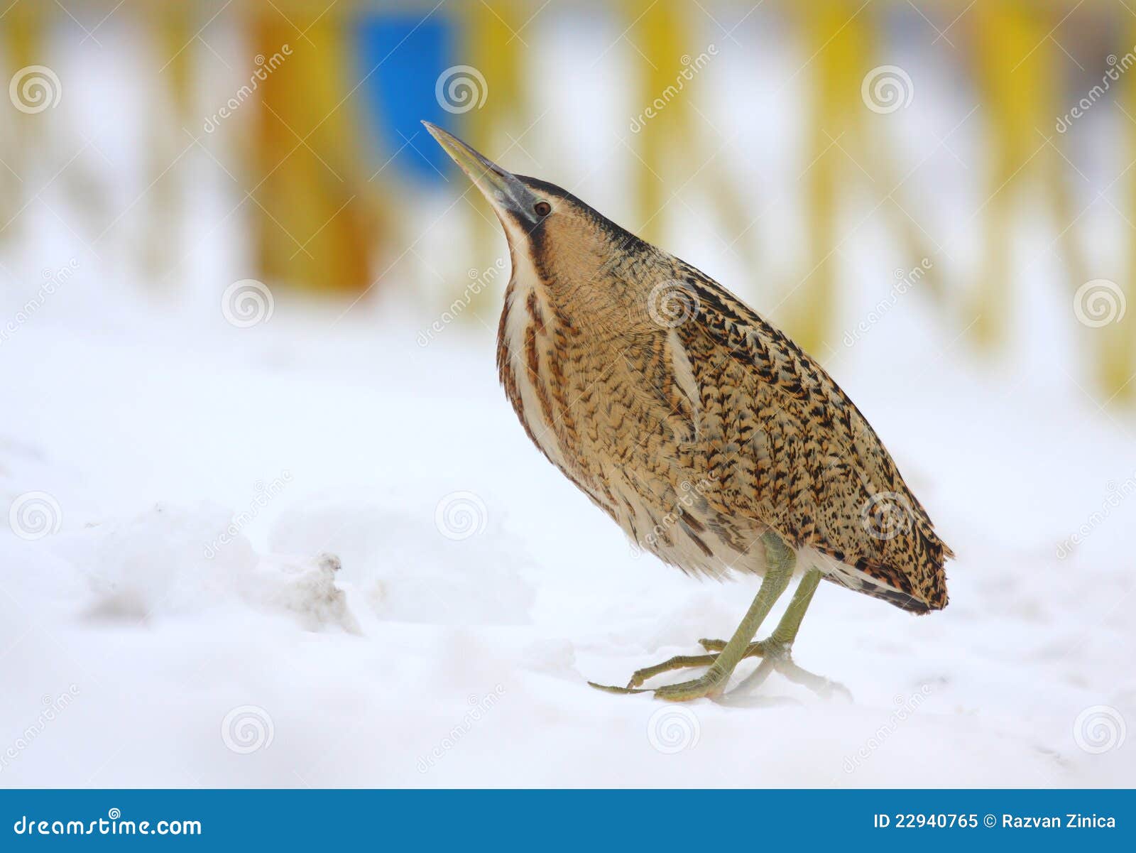 Great Bittern stock image. Image of nature, greatbittern - 22940765