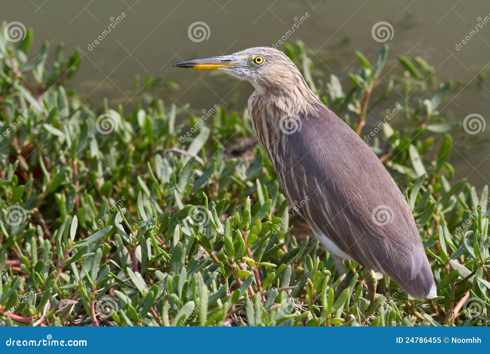 Great Bittern stock image. Image of hide, wildlife, species - 24786455