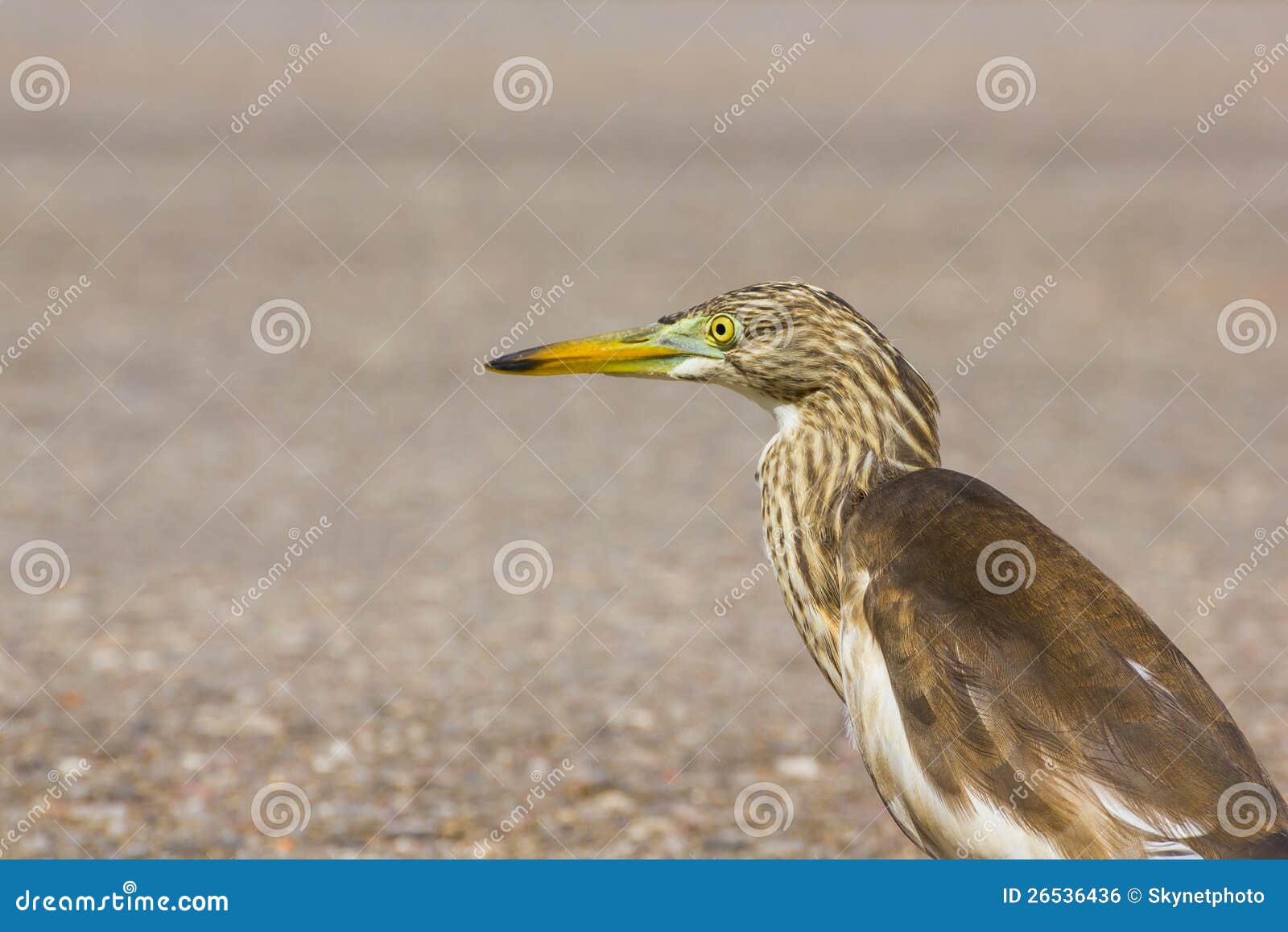 Great Bittern stock photo. Image of great, animal, hide - 26536436