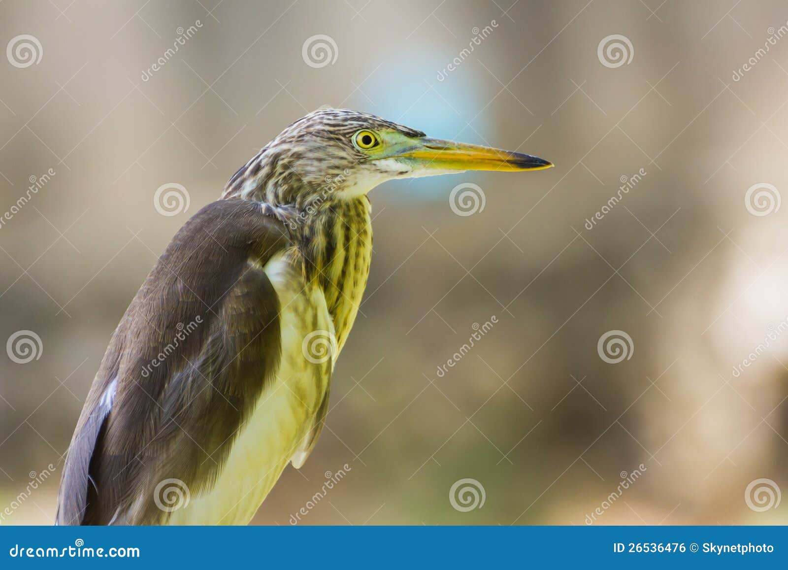 Great Bittern stock photo. Image of grass, wild, rare - 26536476