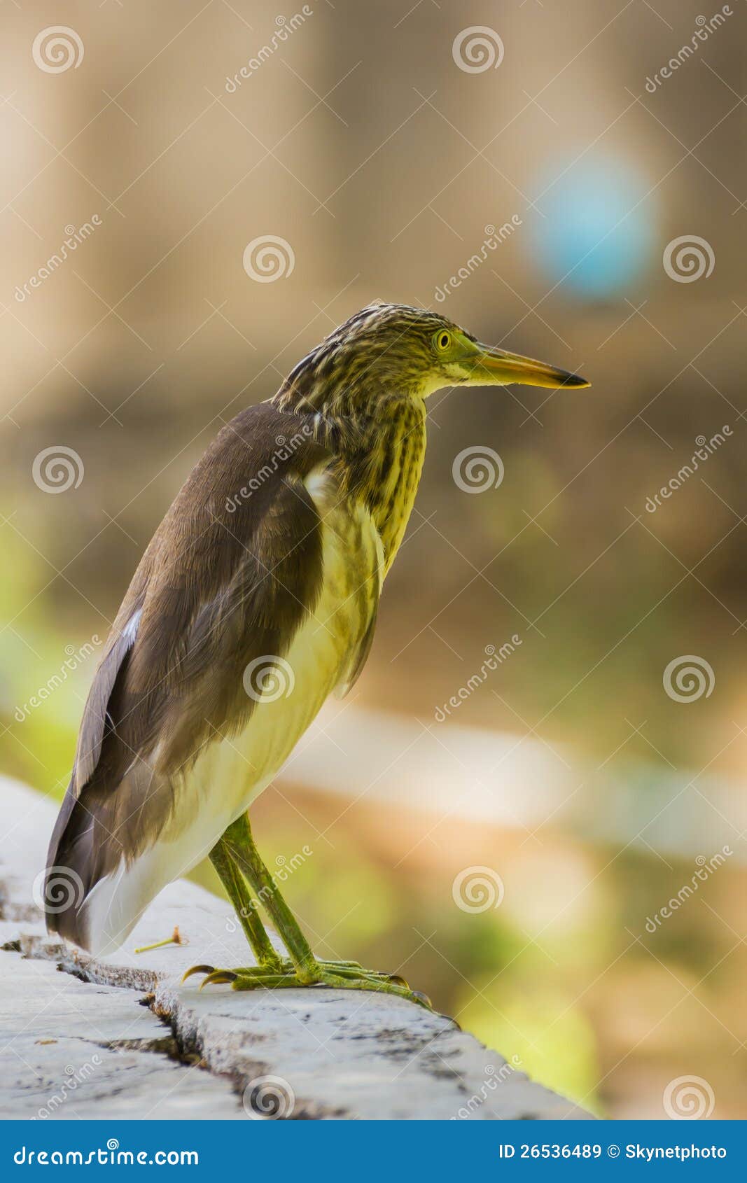 Great Bittern stock image. Image of botaurus, heron, reed - 26536489