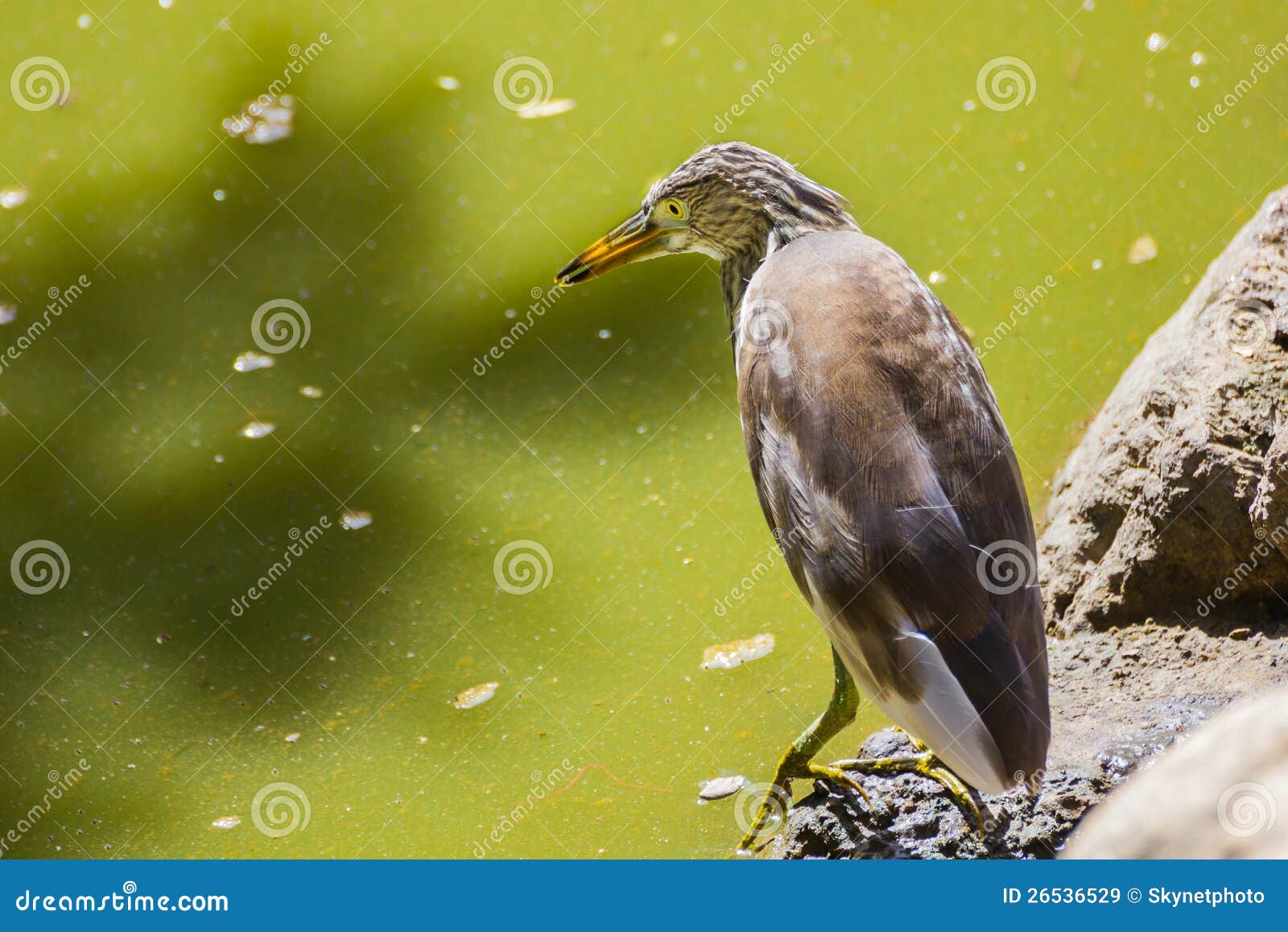 Great Bittern stock image. Image of green, birdwatching - 26536529