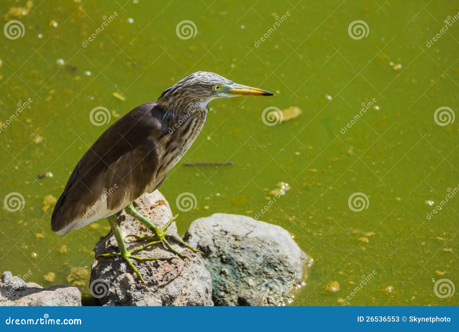 Great Bittern stock image. Image of bird, animal, wildlife - 26536553
