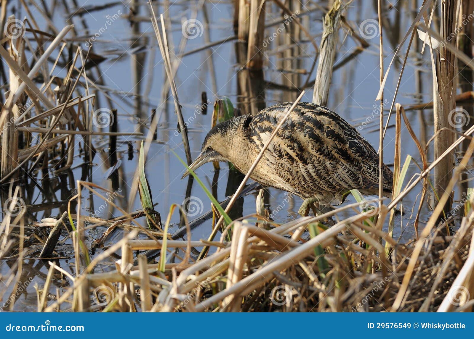 Great Bittern stock image. Image of nature, winter, wetland - 29576549