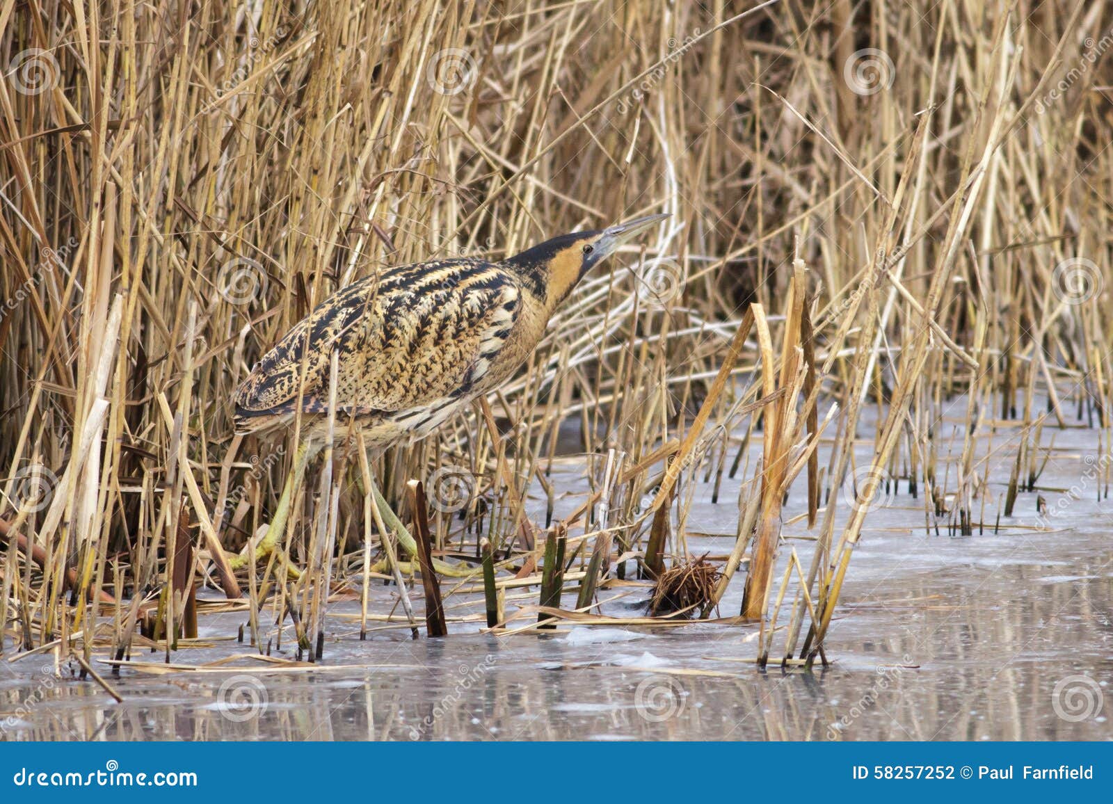 Great Bittern stock photo. Image of great, bittern, swamp - 58257252