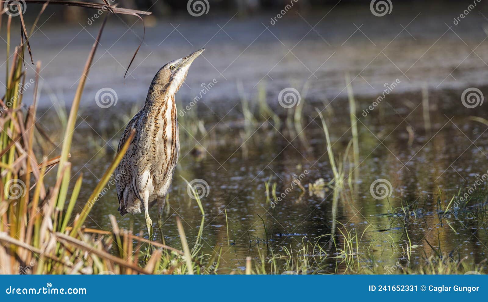 Eurasian Bittern in Reed stock image. Image of plumage - 241652331