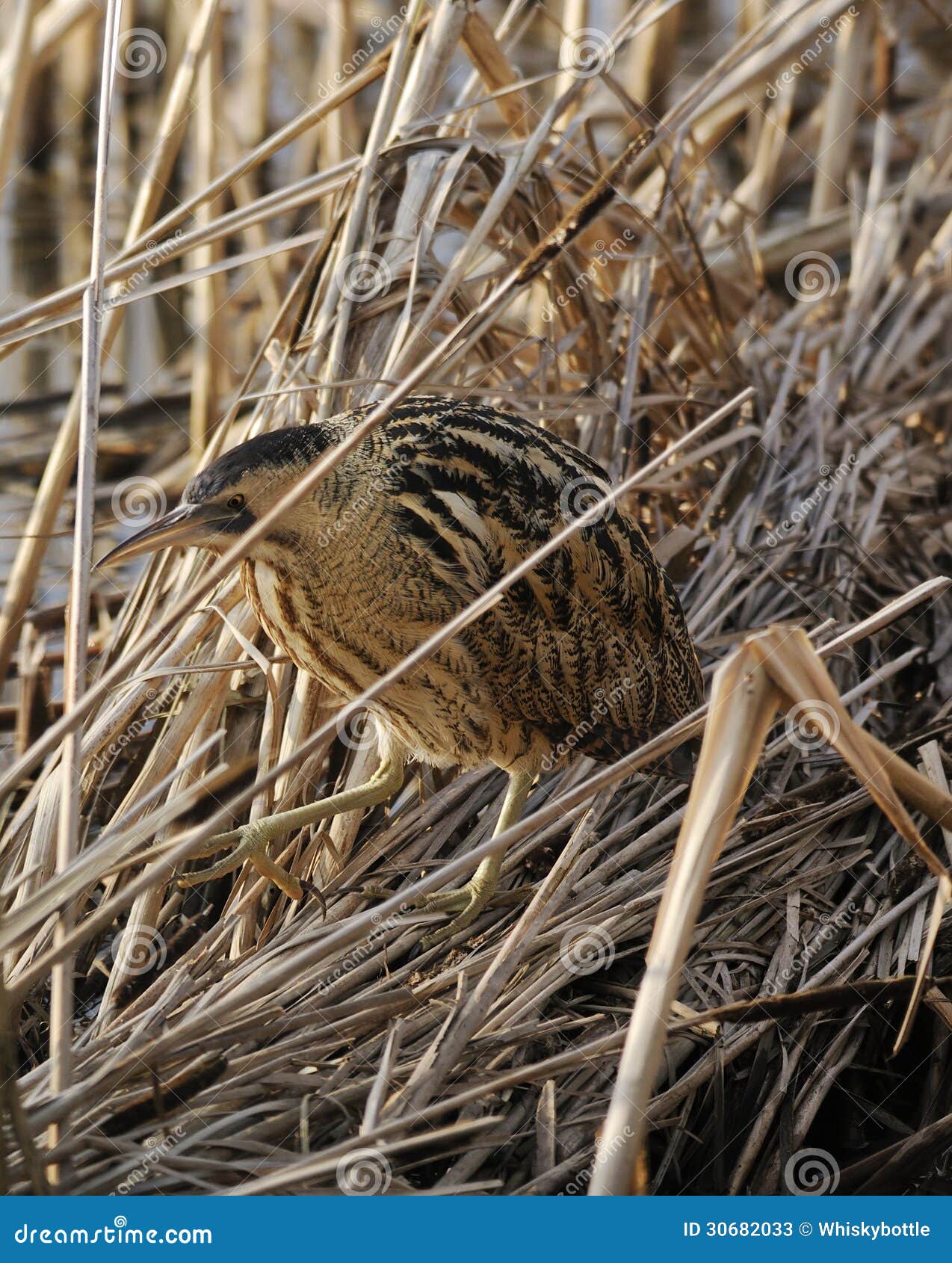 Great Bittern stock image. Image of bill, england, bird - 30682033