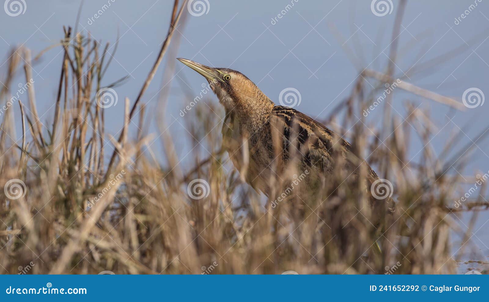 Eurasian Bittern Behind Reeds Stock Photo - Image of reed, nature ...
