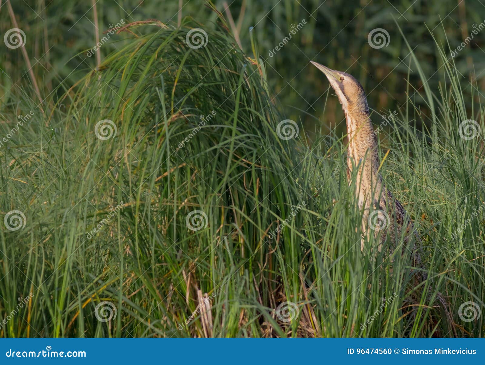 Great Bittern - Botaurus Stellaris Stock Photo - Image of bird, nature ...