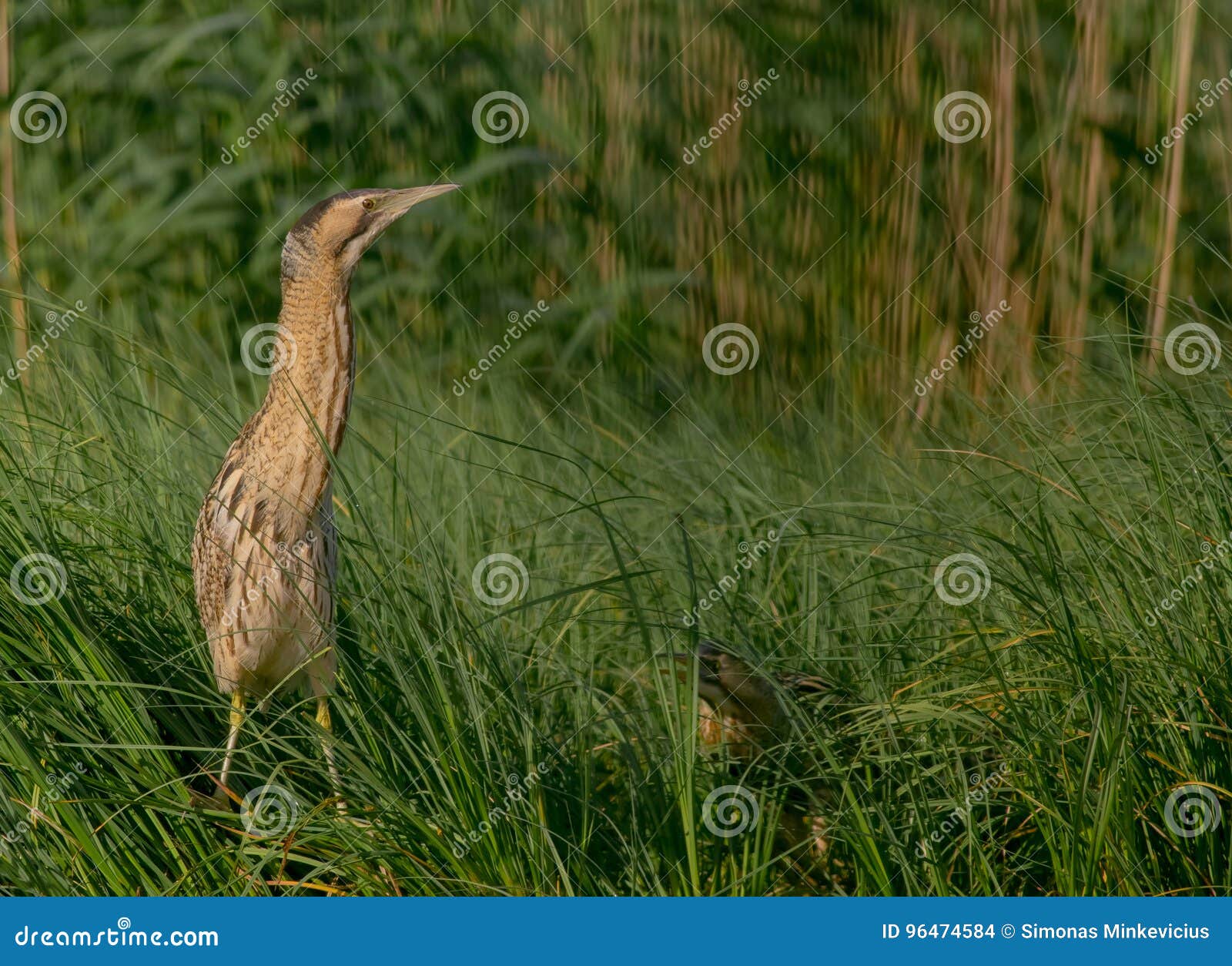 Great Bittern - Botaurus Stellaris Stock Photo - Image of great, nature ...