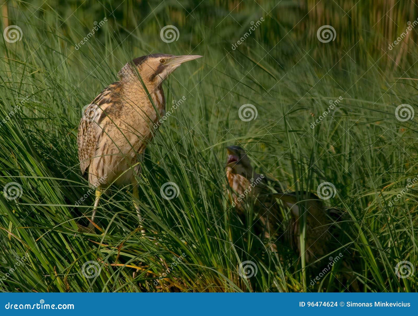 Great Bittern - Botaurus Stellaris Stock Photo - Image of wetland, wild ...