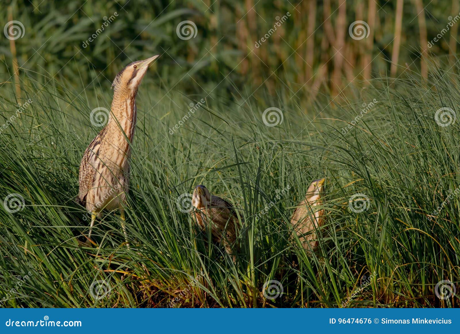 Great Bittern - Botaurus Stellaris Stock Photo - Image of stellaris ...