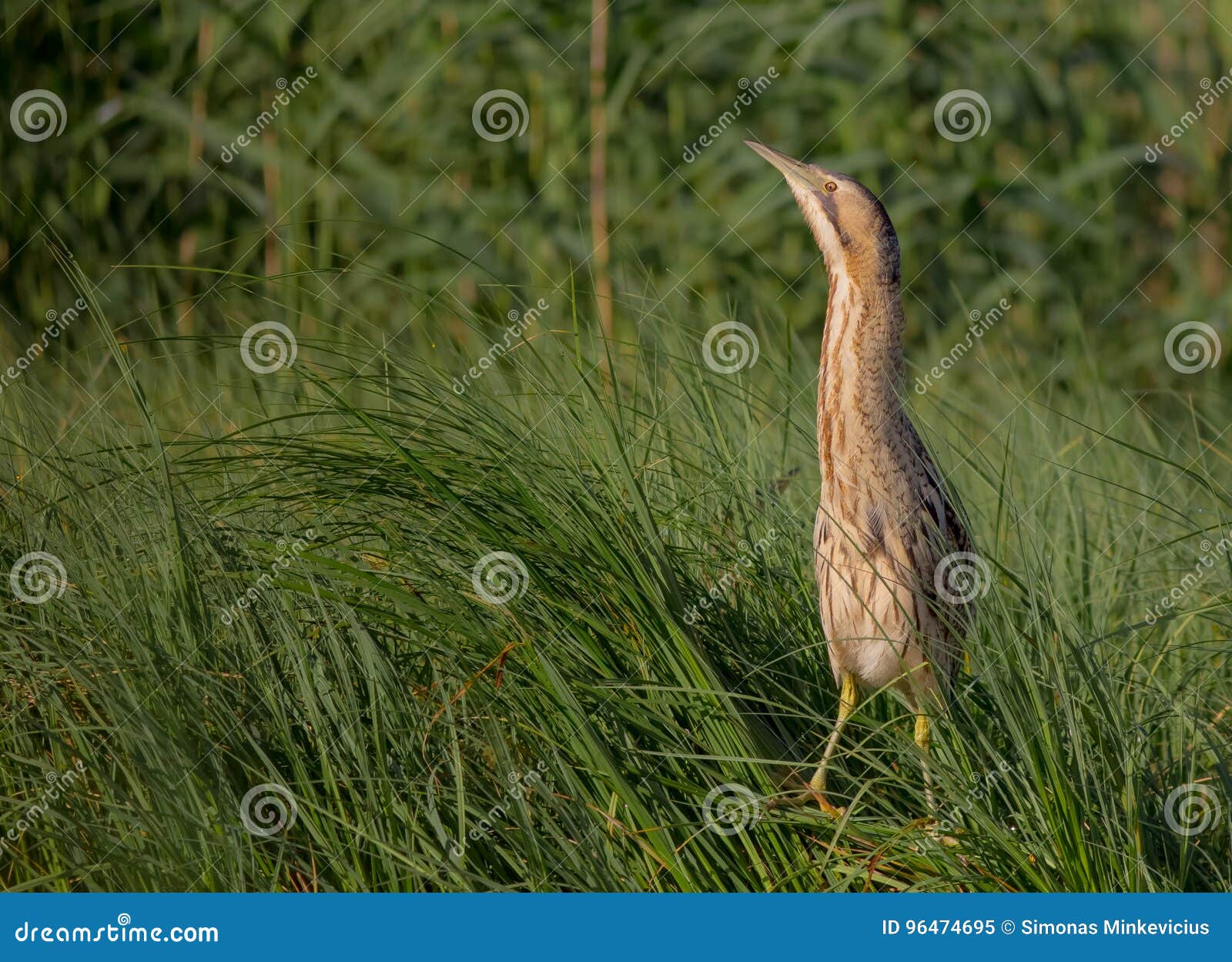 Great Bittern - Botaurus Stellaris Stock Image - Image of great, water ...