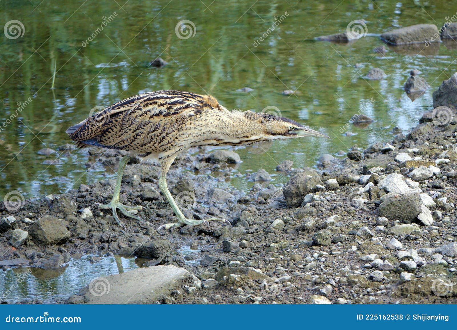 Great Bittern stock photo. Image of water, eurasian - 225162538