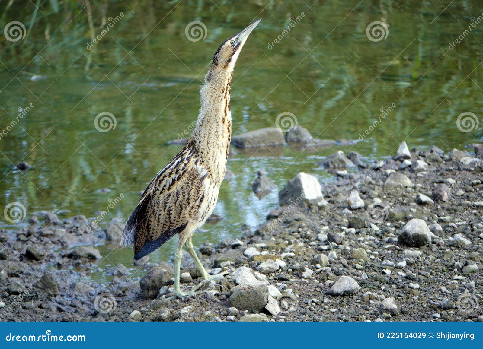 Great Bittern stock image. Image of natural, river, wildlife - 225164029