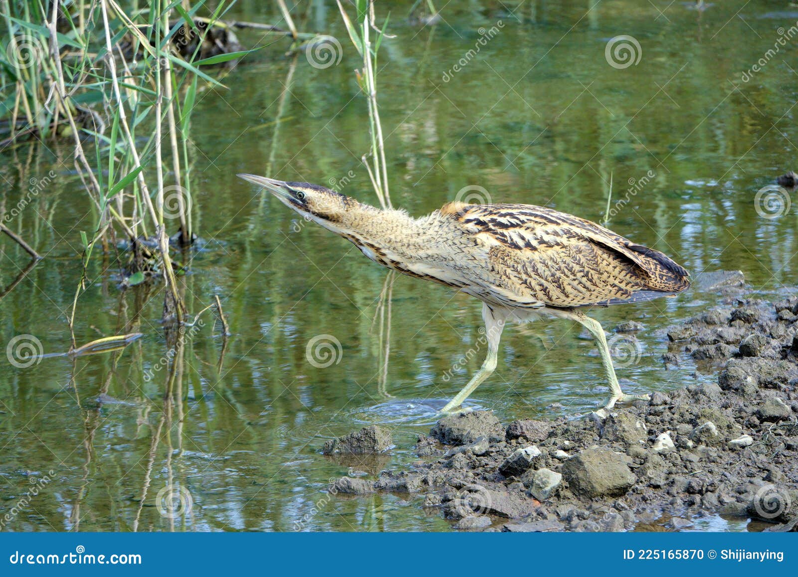 Great Bittern stock photo. Image of river, eurasian - 225165870