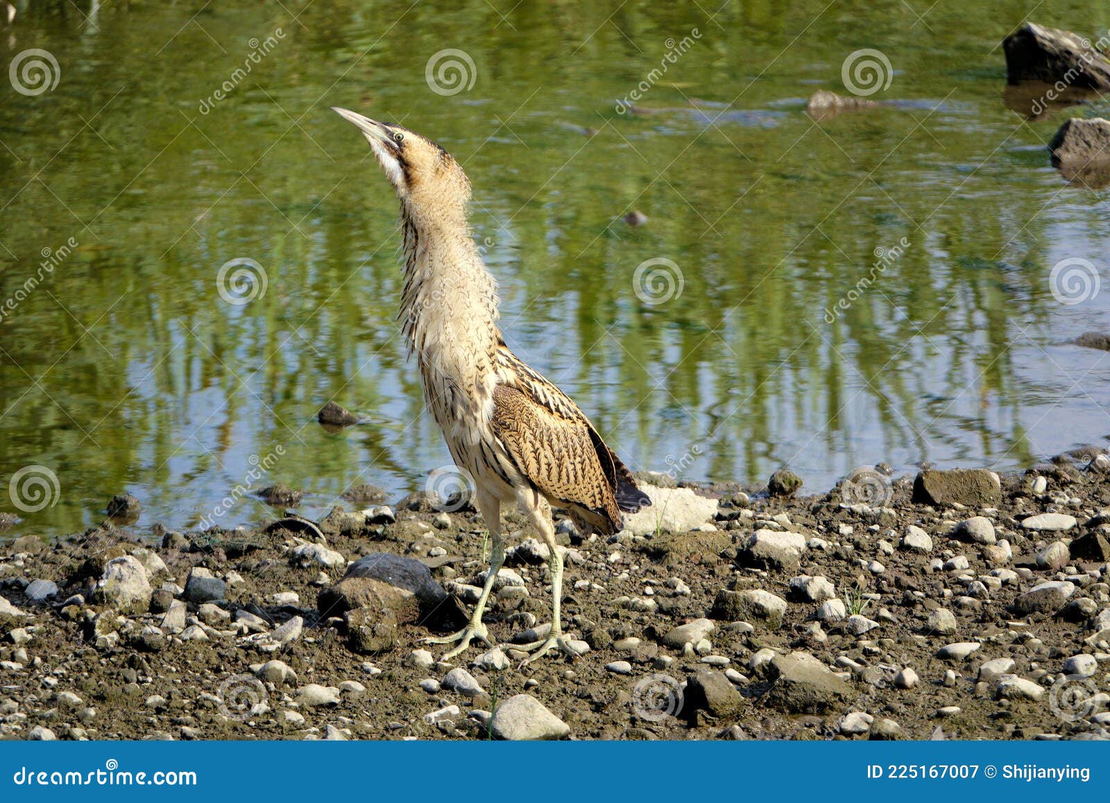 Great Bittern stock image. Image of bird, eurasian, bittern - 225167007