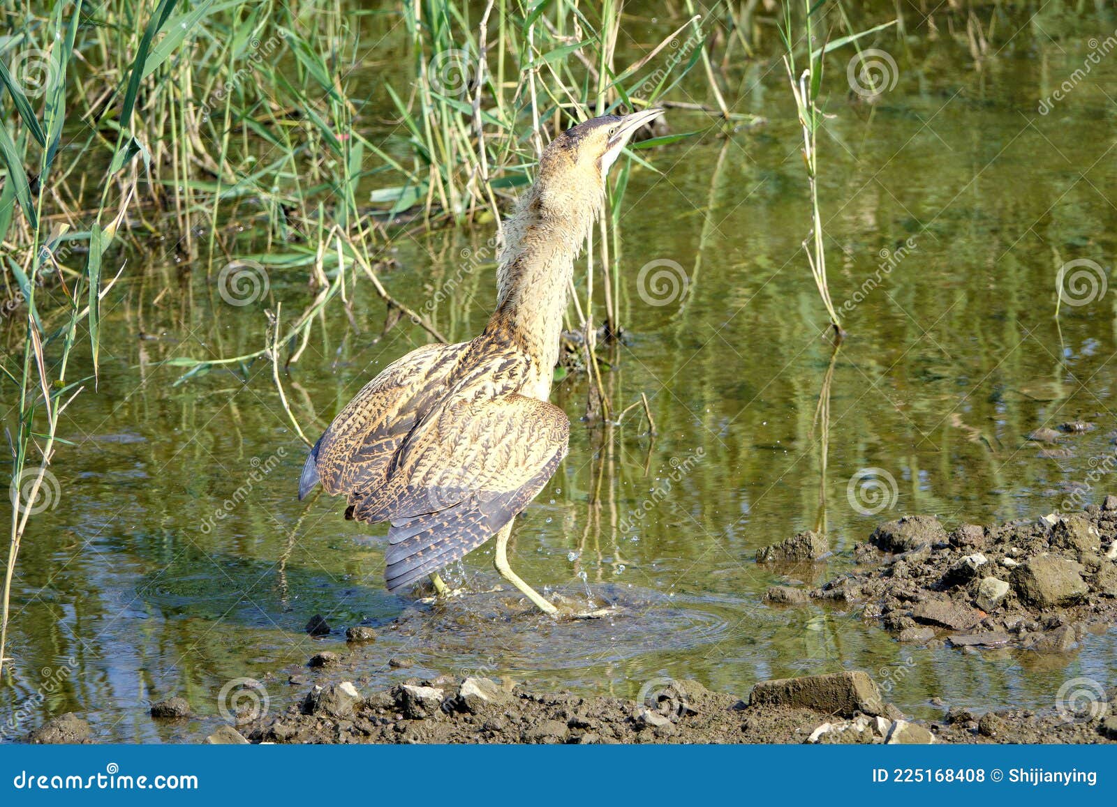 Great Bittern stock photo. Image of wildlife, bittern - 225168408