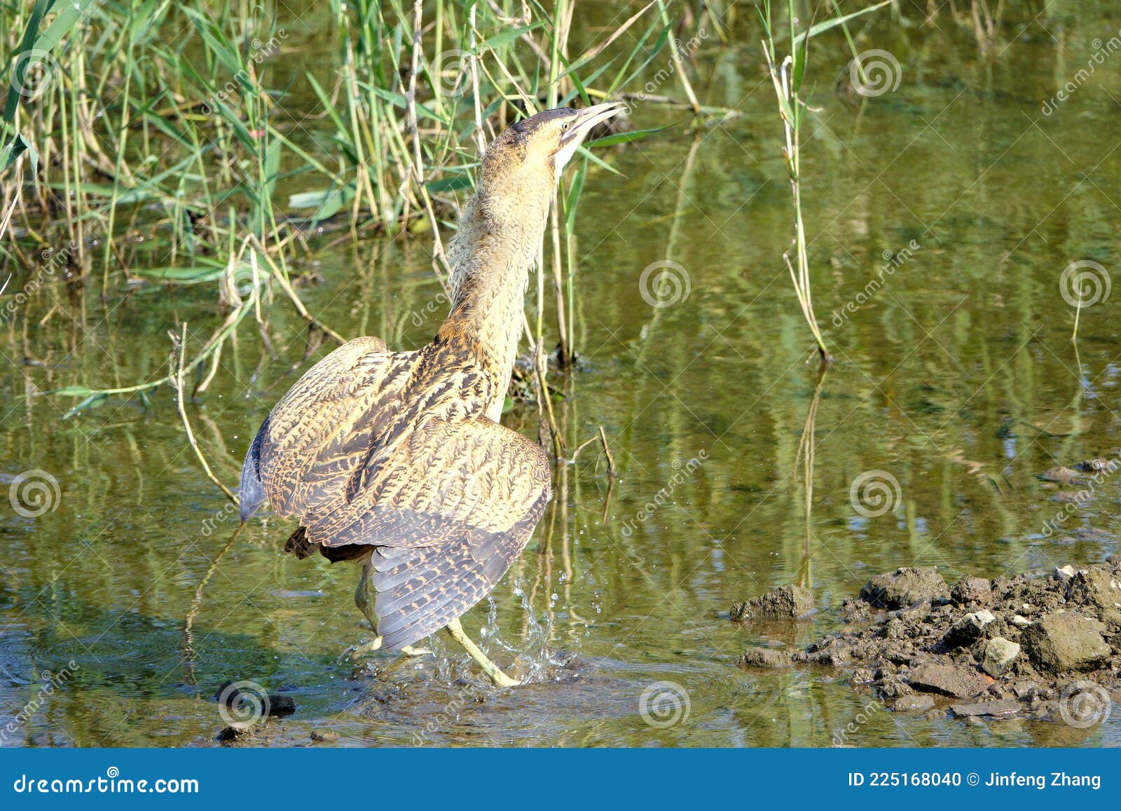 Great Bittern stock photo. Image of bird, wildlife, bittern - 225168040