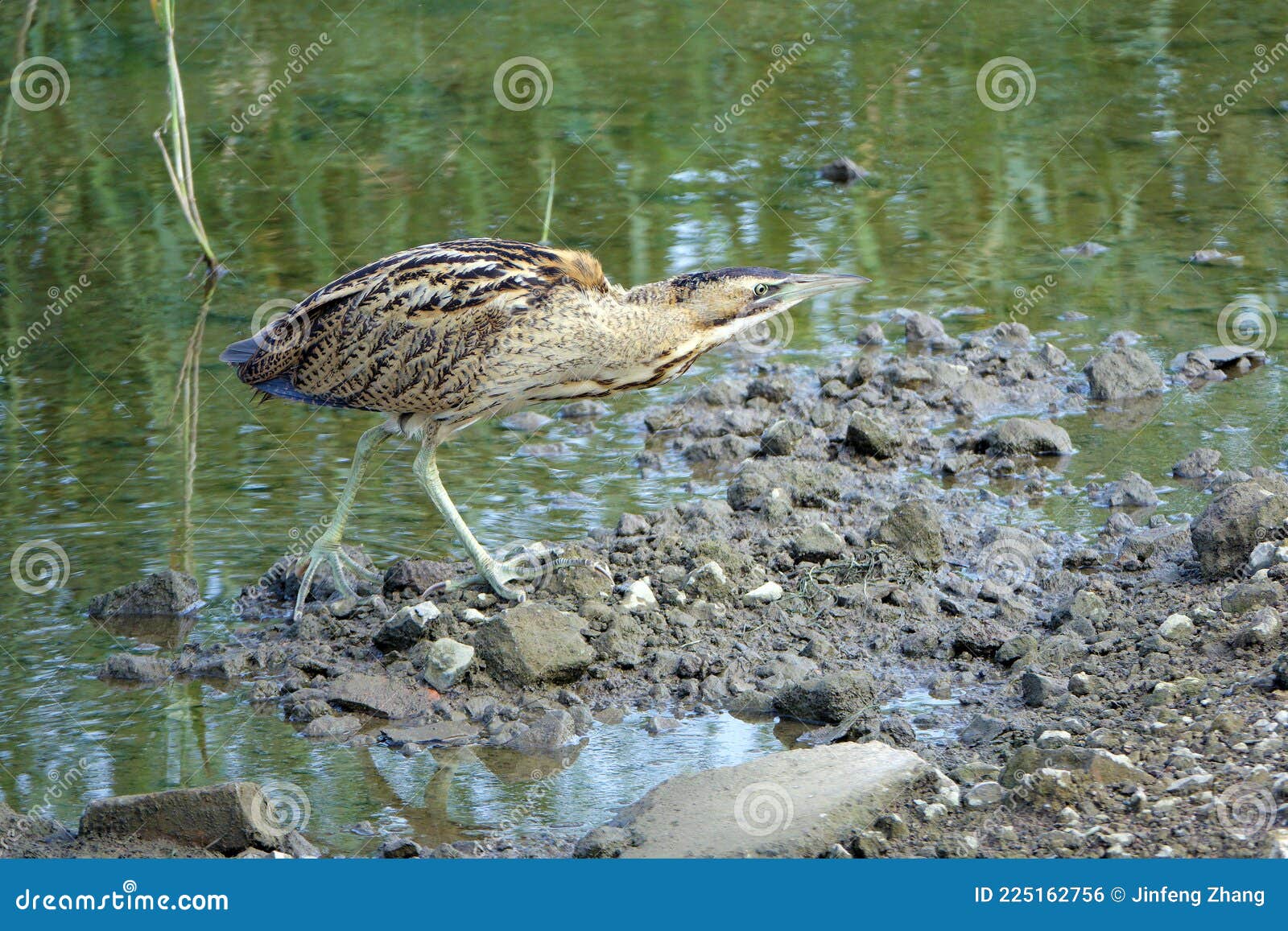Great Bittern stock photo. Image of animal, waterfowl - 225162756