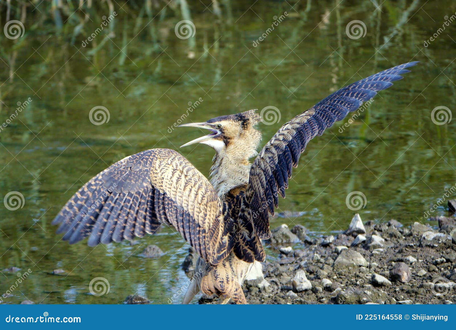 Great Bittern stock photo. Image of benchland, bittern - 225164558