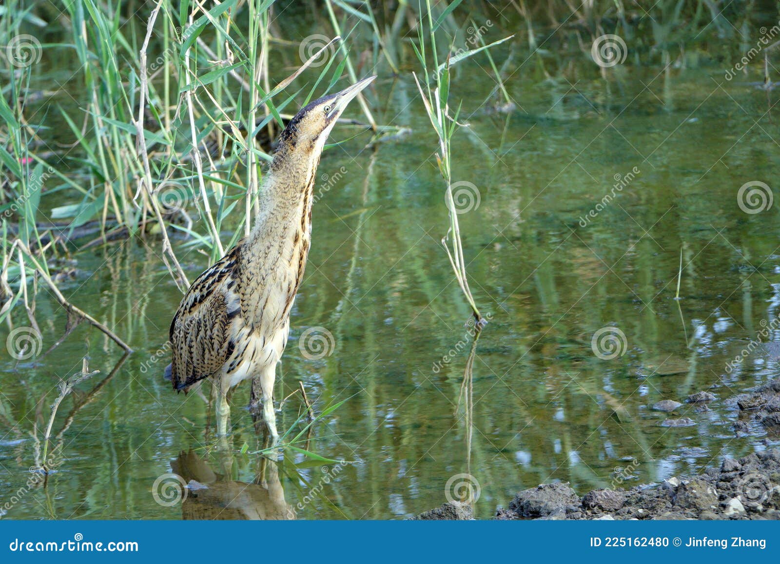 Great Bittern stock photo. Image of reed, bird, river - 225162480