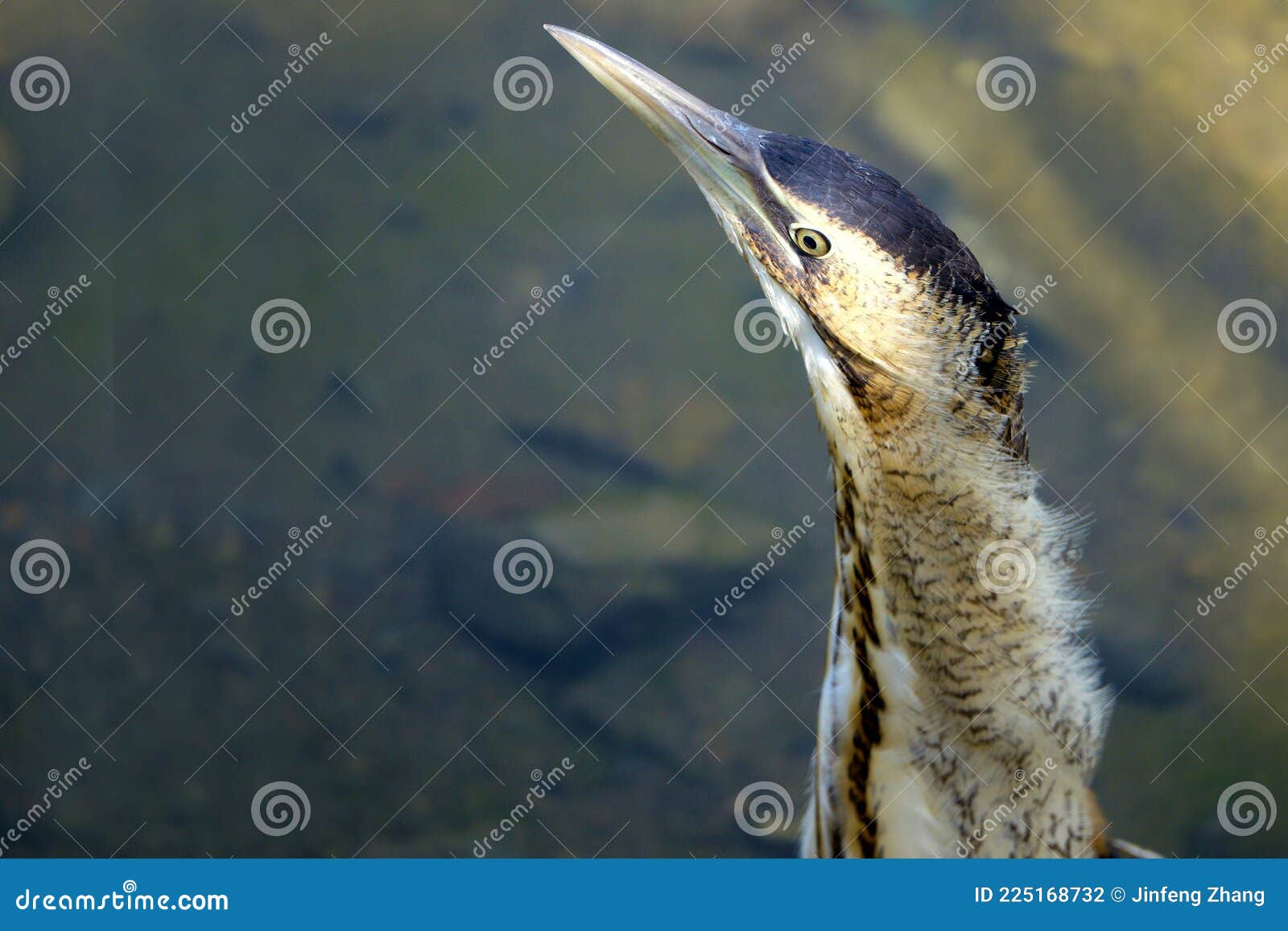 Great Bittern stock photo. Image of nunja, wildlife - 225168732